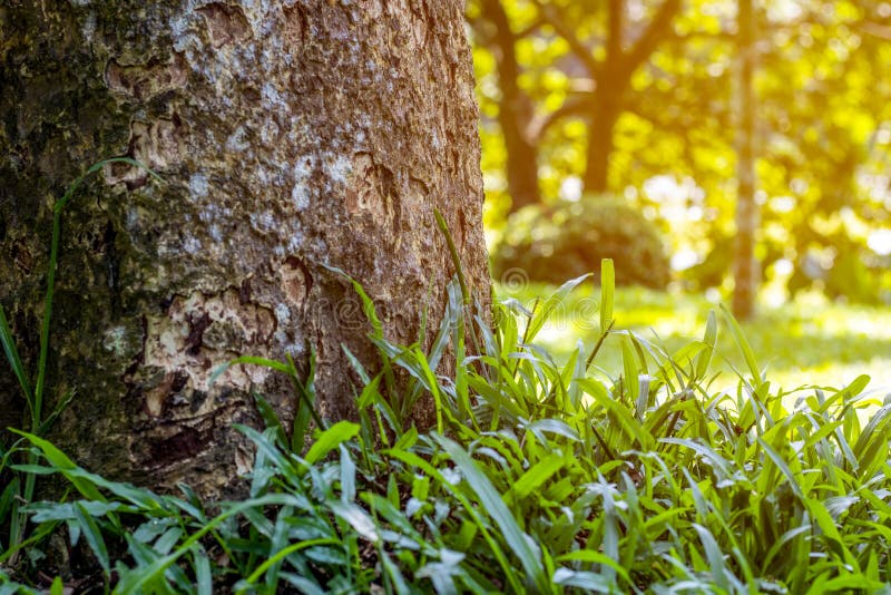 Tree Root Close View with Young Wild Grasses Under the Bright Orange ...