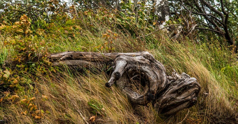 Tree root stock image. Image of wetland, tree, wood - 346987757