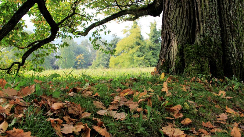 Autumn and Fall Leaves on Tree Root Stock Photo - Image of grass, fresh ...