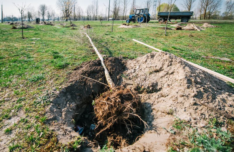 Tree Root. Community Work Day Stock Photo - Image of care, root: 146154292