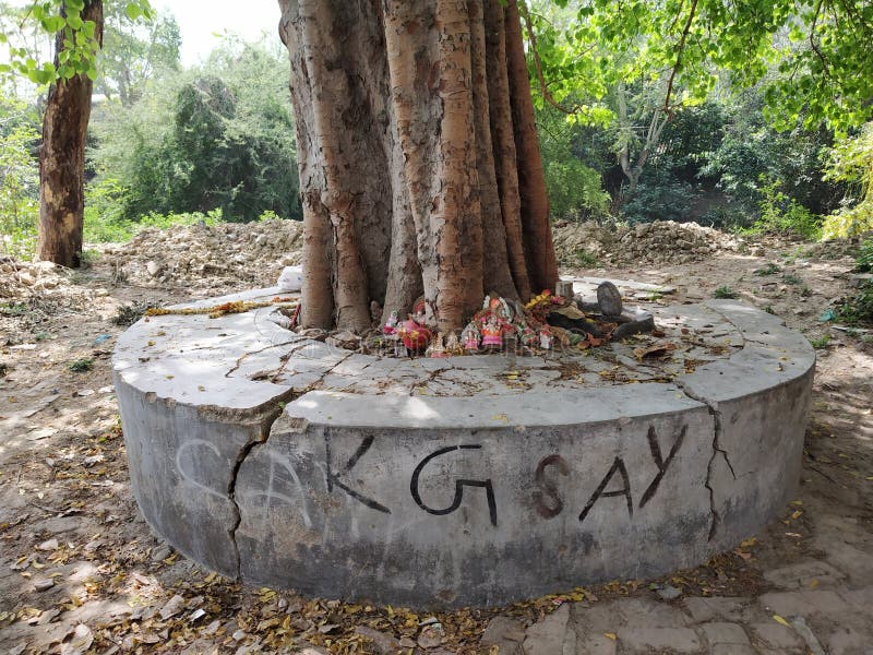 Tree Root Covered from Cement Round Floor with Goddess Stock Photo ...