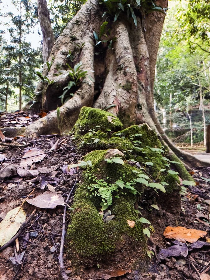 Tree Root Covered with Moss, Near the Rainforest Cave in Perlis ...