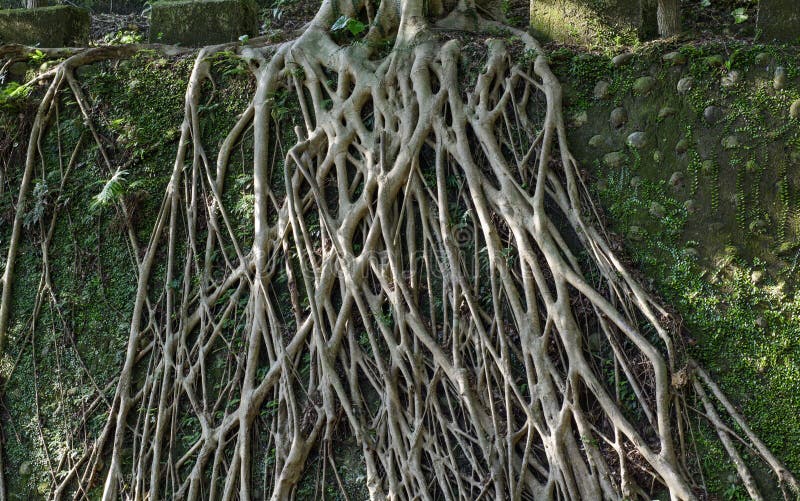 Tree Root Covered Stone Wall Stock Photo - Image of garden, design ...