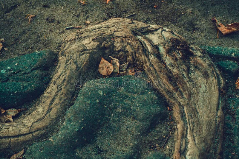 Tree Cracking Sidewalk Stock Photos - Free & Royalty-Free Stock Photos ...