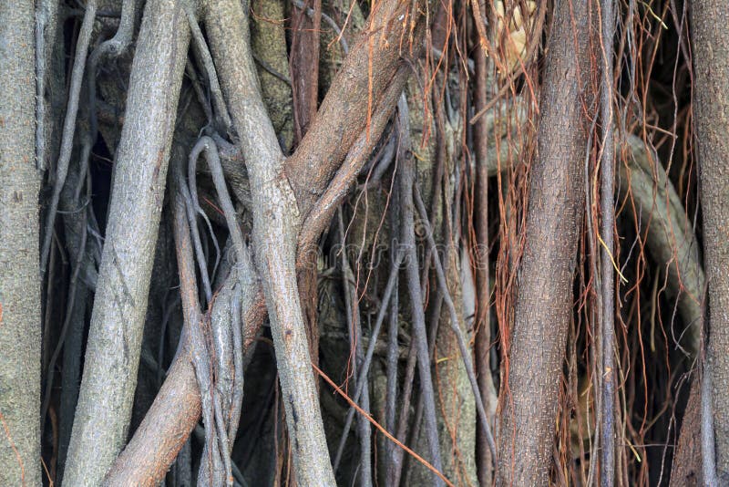 Tree root with a cross stock image. Image of landscape - 48195297