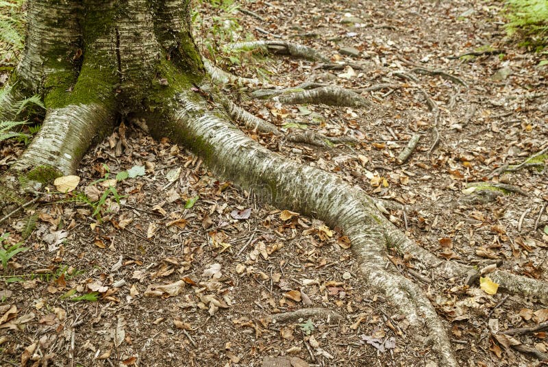 Tree Root Crossing Forest Trail Stock Image - Image of trail, woods ...