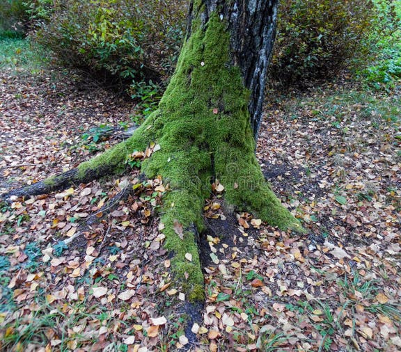 Tree with a Root Crown Green As a Dream Stock Photo - Image of ...