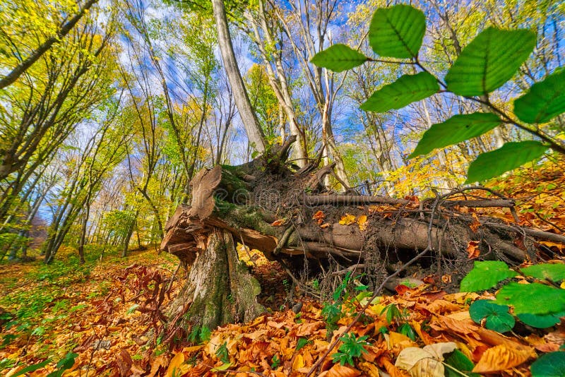 Tree Root Cut and Forgotten in the Forest in the Fall Season Stock ...