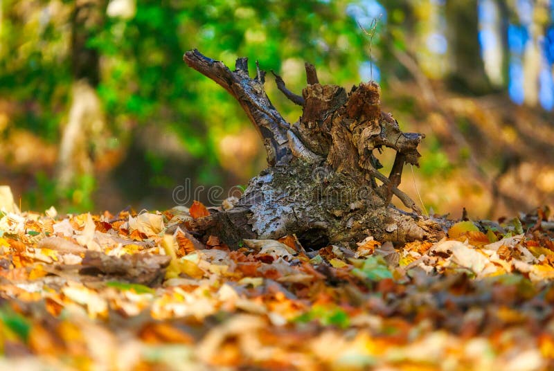 Tree Root Cut and Forgotten in the Forest in the Fall Season Stock ...