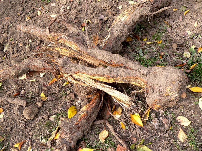 Tree root stock image. Image of plant, fuel, tree, forest - 61231273