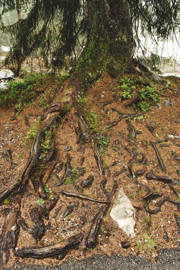 Roots of Old Pine Tree in the Forest Stock Photo - Image of network ...