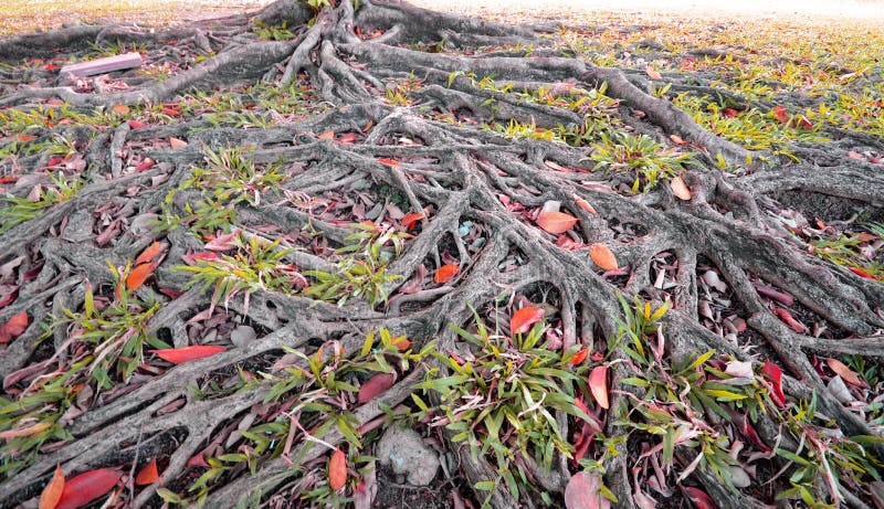 Tree root stock image. Image of roots, nature, background - 75411151