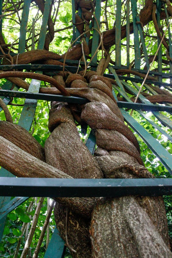 Tree Root Entangled in a Fence with the Passage of Time Stock Photo ...