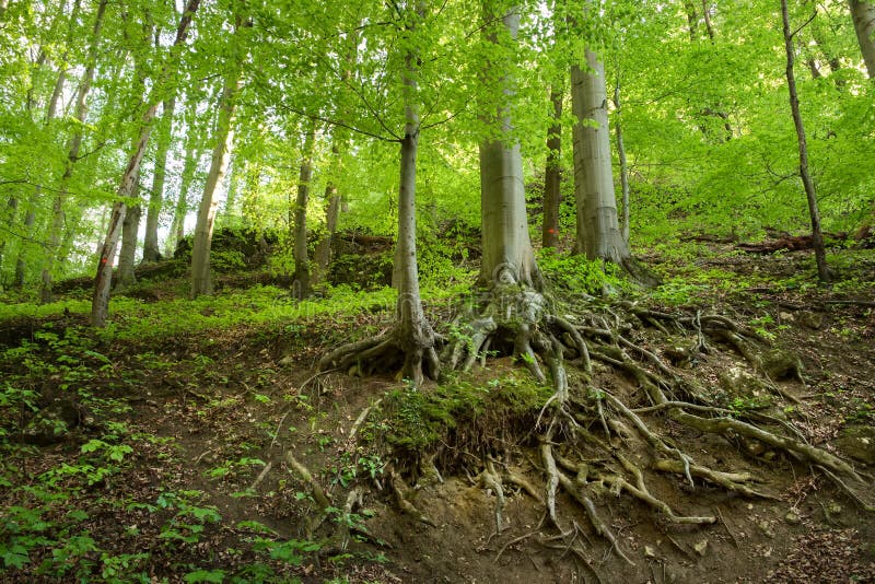 Tree root in the forest stock photo. Image of summer - 132674226