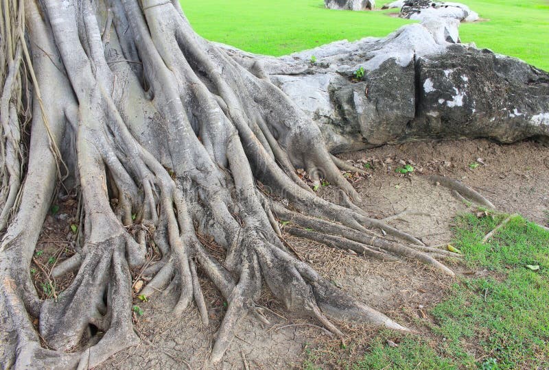 Tree Root in Forest Beautiful in Nature Stock Image - Image of extent ...