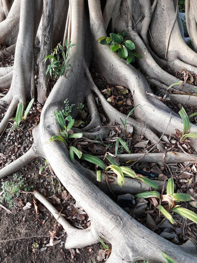 Tree Root in the Forest. Big Tree, Big Root. Stock Image - Image of ...