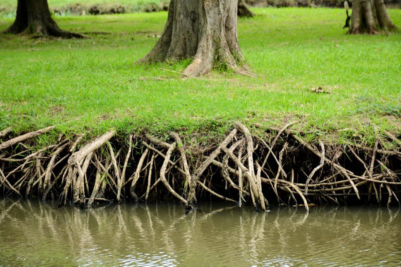Tree root in the forest. stock photo. Image of landscape - 159803490
