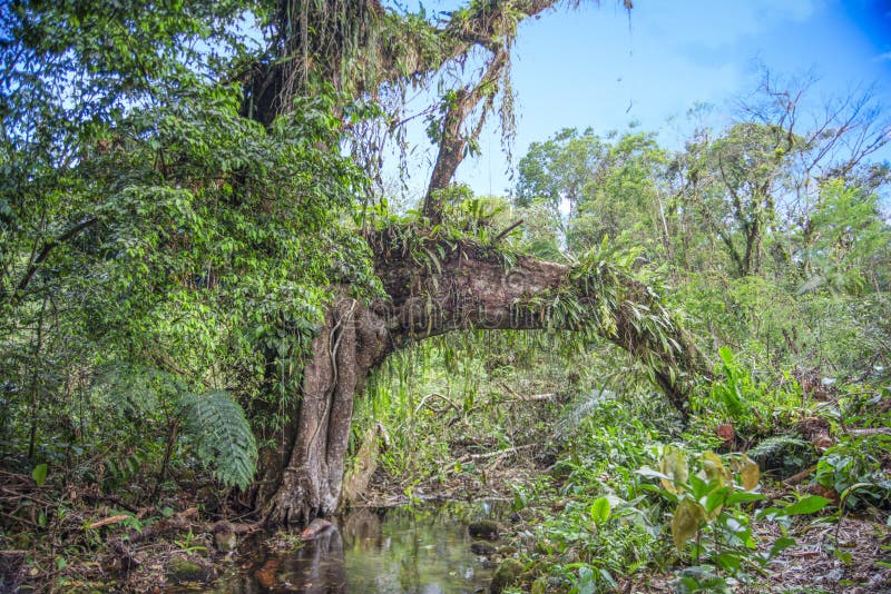 Tree with Root Forming Arch Over Stream in Tropical Forest Stock Image ...