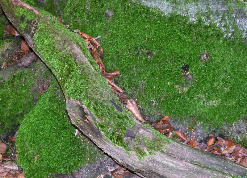 Tree Root Full of Moss and Leaves 2 Stock Photo - Image of wood, tree ...