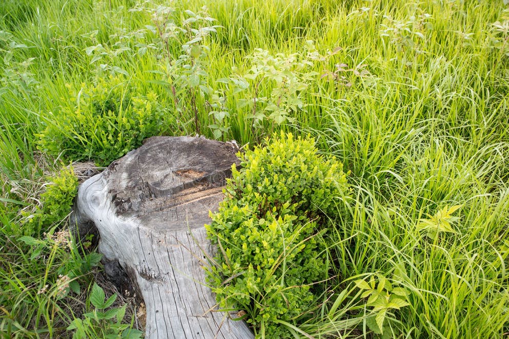 Tree root in the grass. stock photo. Image of bush, trees - 41923720