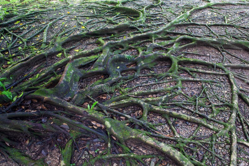 Tree root stock image. Image of growth, face, design - 57807139