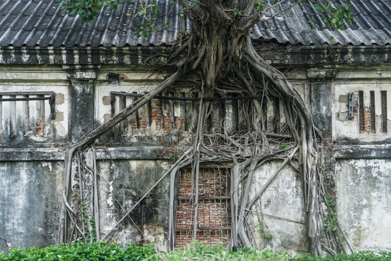 Tree Root Grow on Old House Stock Photo - Image of asia, grow: 122138048