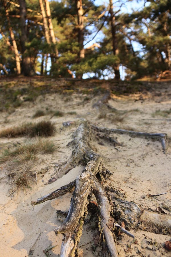 Tree Root Growing Above the Gound Stock Image - Image of forest ...