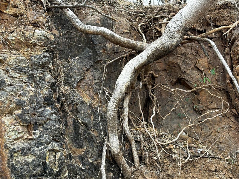 A Tree Root is Growing Out of a Rock Stock Photo - Image of exposed ...