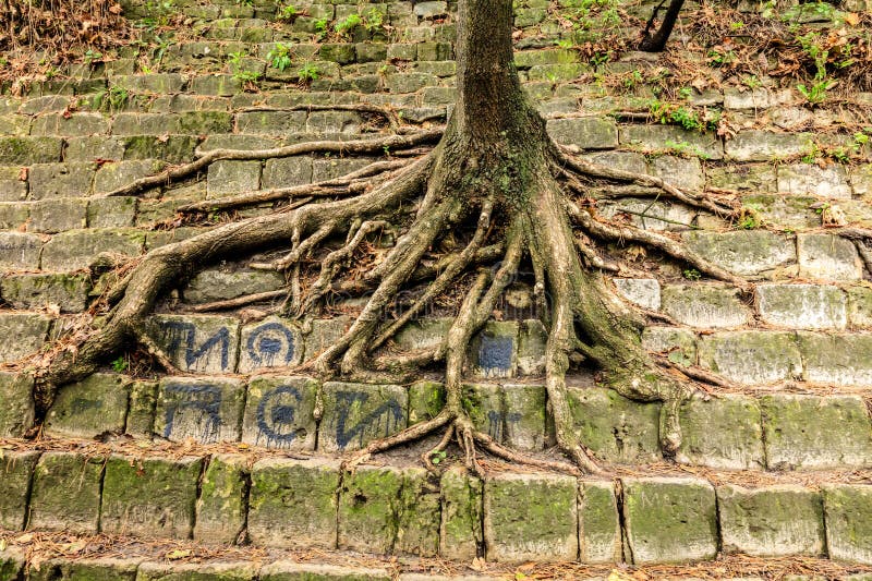 A Tree Root is Growing Out of a Wall with Graffiti on it Stock Photo ...
