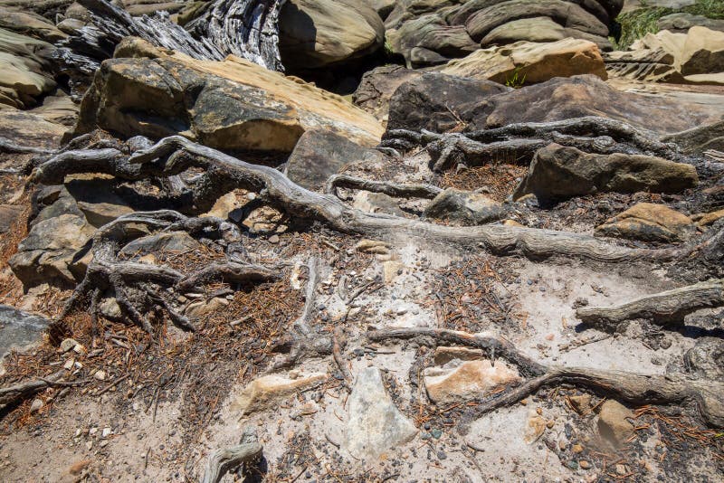 Tree Root Growing in the Rock Close Up Stock Photo - Image of remain ...