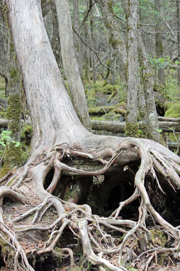 Tree Root Heart stock photo. Image of natural, foundation - 54354324