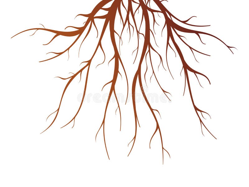 Tree Root Illustration stock vector. Illustration of botany - 71962779
