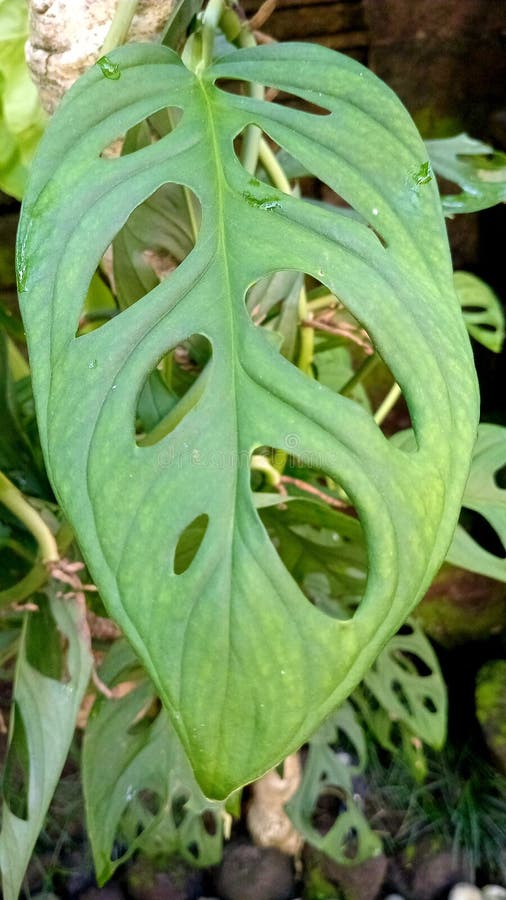 Tree root leaf plant stock image. Image of root, plant - 364286483