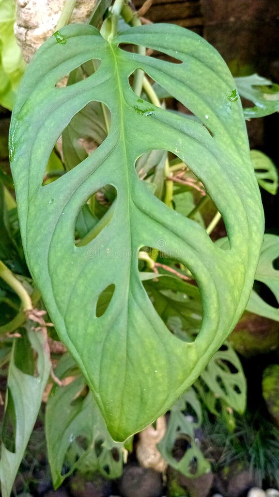 Tree root leaf plant stock image. Image of root, plant - 364286483