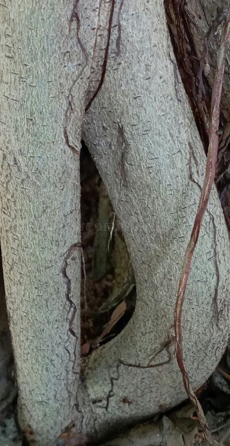 Tree root like human legs stock image. Image of twig - 220156375
