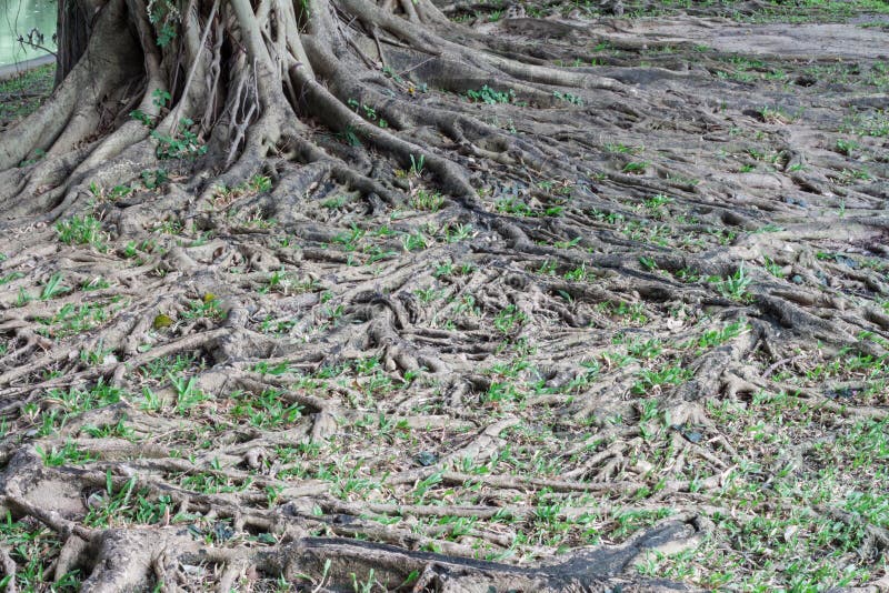 Tree root stock image. Image of marie, buttress, forest - 56140525