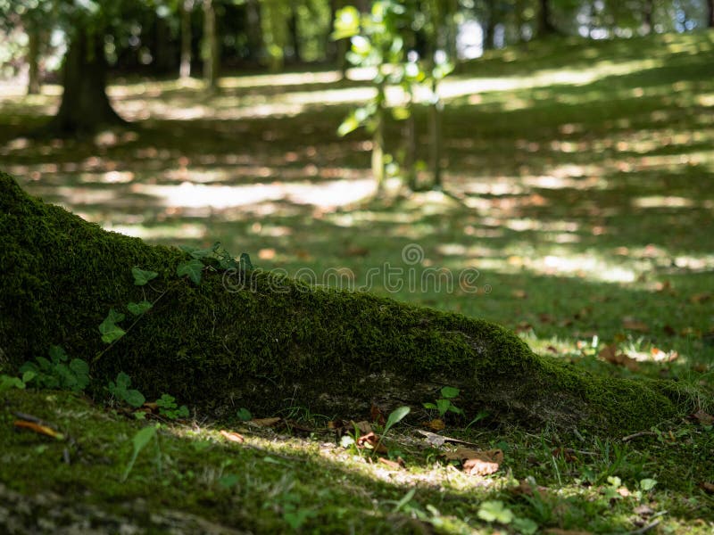 Tree Root with Moss Coming Out of the Ground Stock Image - Image of ...