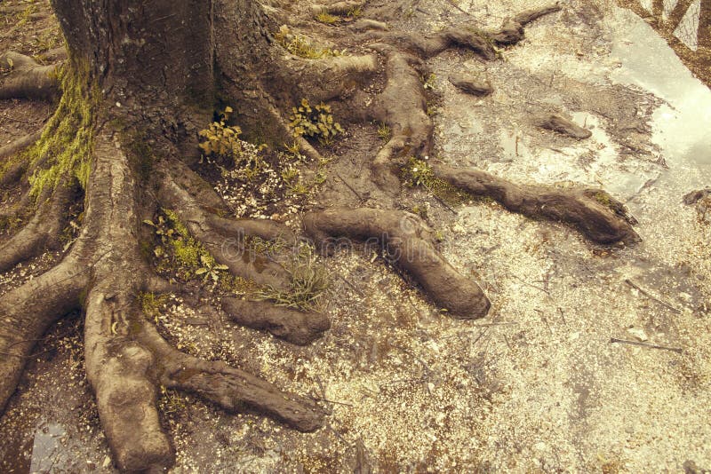 Palm Tree Root System stock image. Image of roots, plants - 66594415