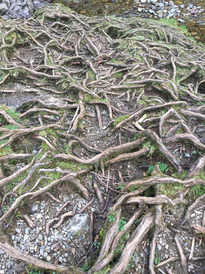 Tree Root Network Exposed by Water and Wind Stock Image - Image of soil ...