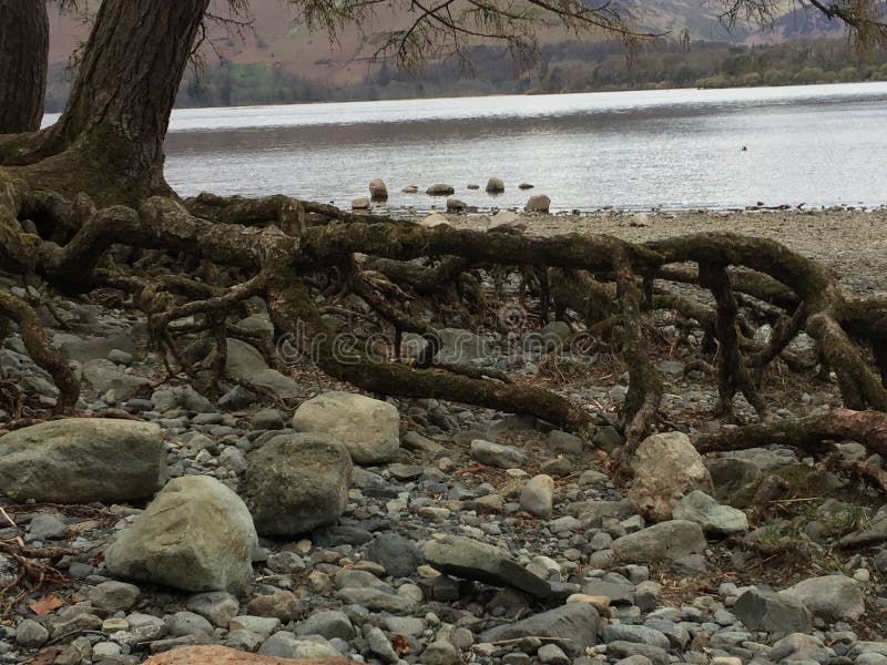Tree Root Network Exposed by Water and Wind Stock Image - Image of ...