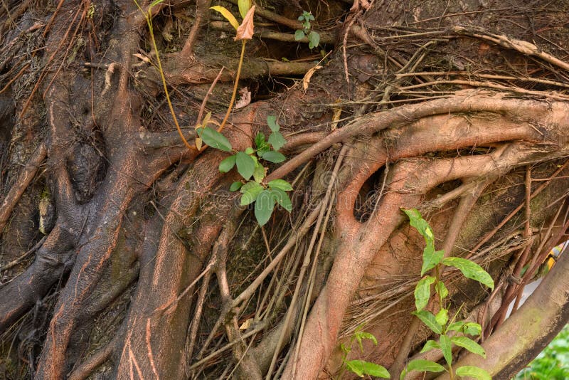 Tree root of old tree stock photo. Image of garden, element - 183694686