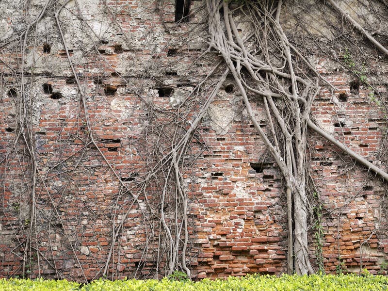 Tree Root on the Old Brick Wall Stock Photo - Image of branch ...