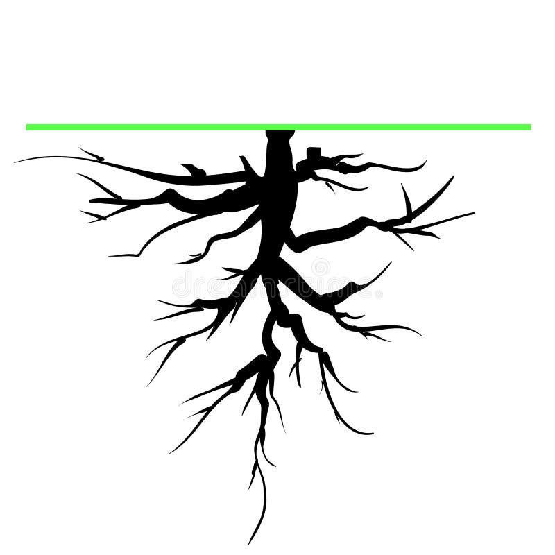 Tree Root Silhouette Stock Illustrations – 12,343 Tree Root Silhouette ...