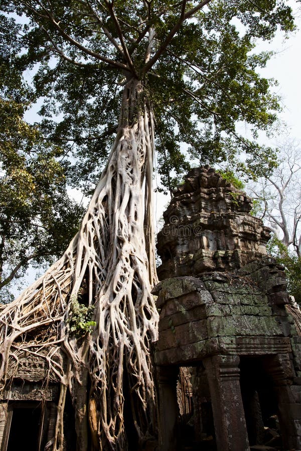 Root Overgrowth Angkor Stock Photos - Free & Royalty-Free Stock Photos ...
