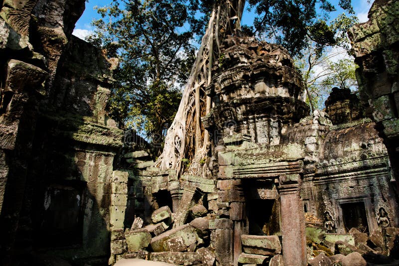 Tree Root Overgrowth - Angkor Thom - Cambodia Stock Image - Image of ...