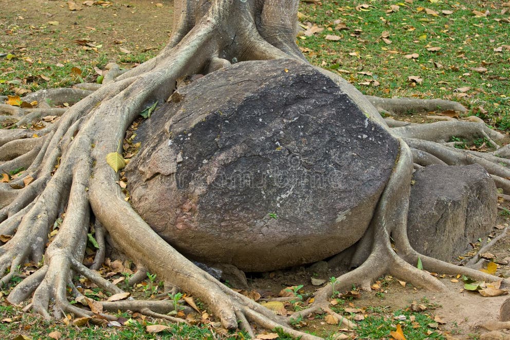 Tree Root Path stock photo. Image of brown, plant, stack - 18237872