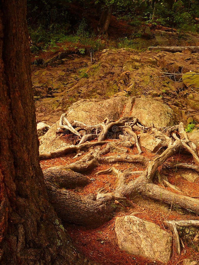 Tree Root Path stock photo. Image of path, roots, remote - 3394042