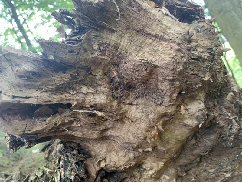 Tree Root Pattern, Wooden Texture Stock Image - Image of root, woods ...