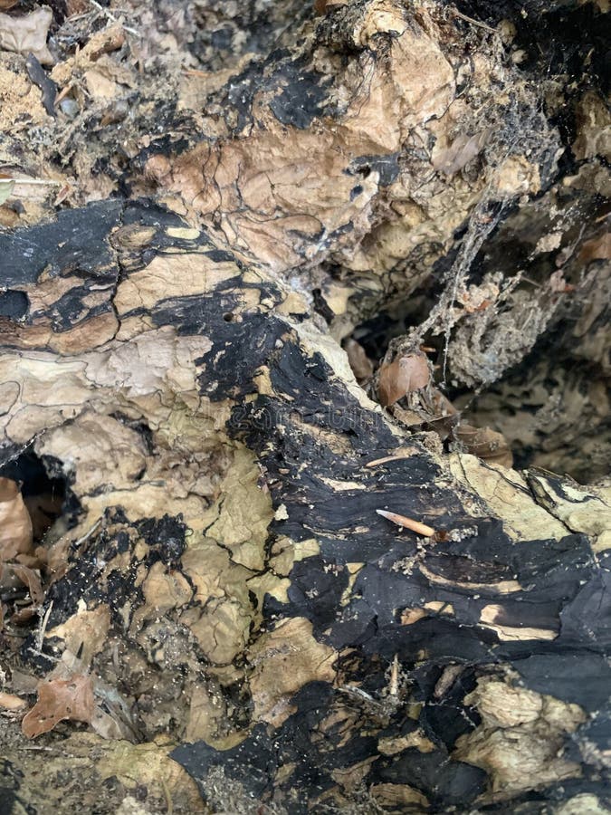 Tree Root Pattern, Wooden Texture Stock Image - Image of background ...