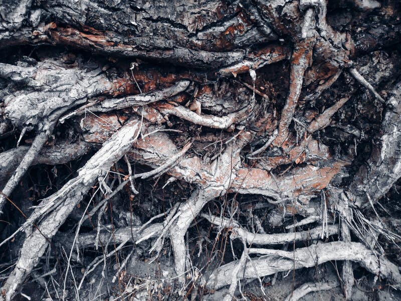 Tree Root Plant Close Up, Natural Landscape Background Stock Image ...
